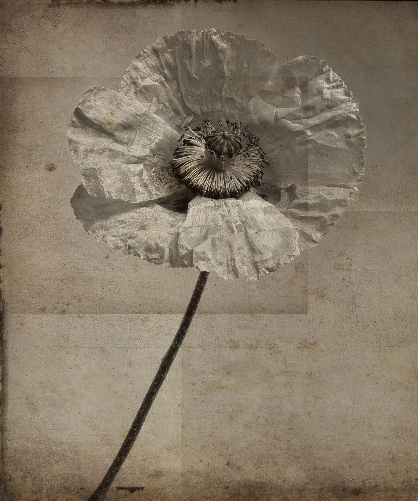 The Laffer Gallery | Artwork